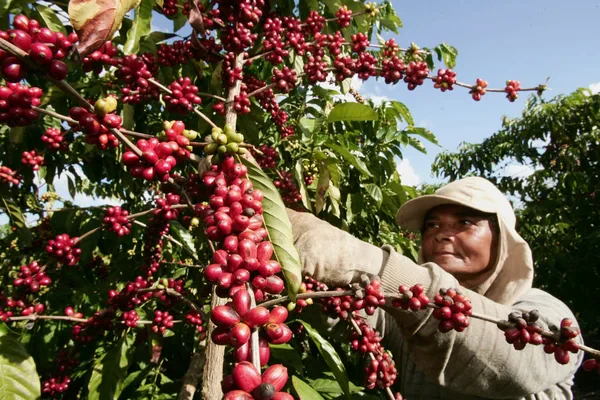 Descubre la pasión del café en Manizales: ¡Visita la capital mundial ...